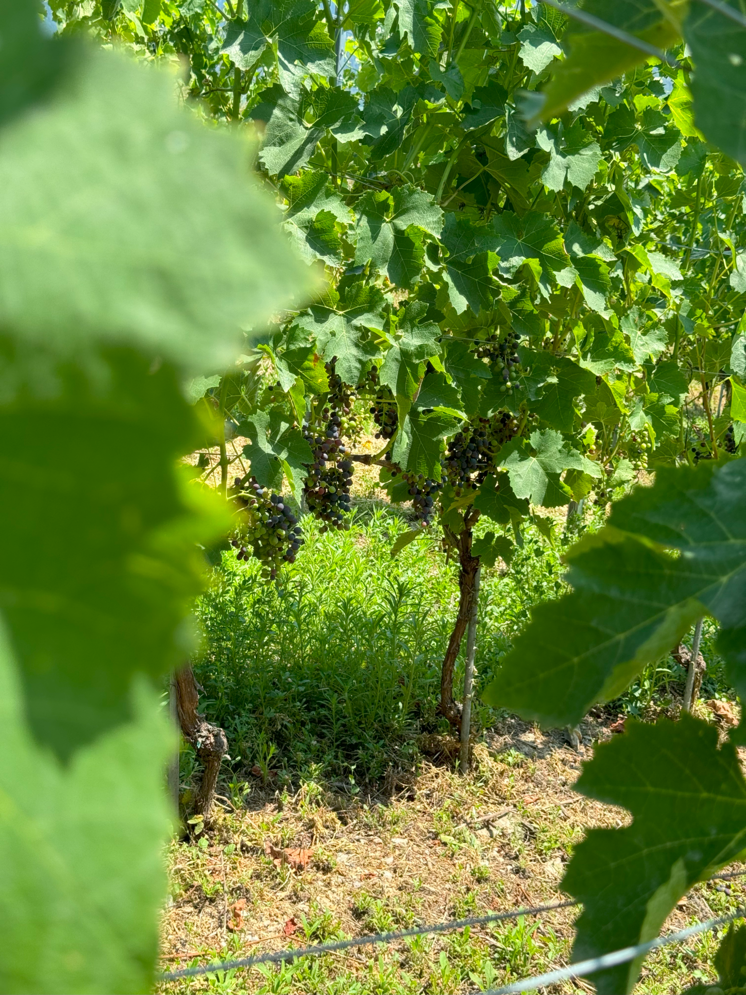 When Digital Printing Elevates Verjus: A Fusion of Tradition and ...