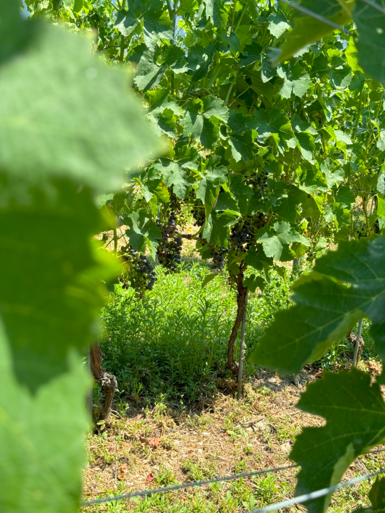 When Digital Printing Elevates Verjus: A Fusion of Tradition and ...